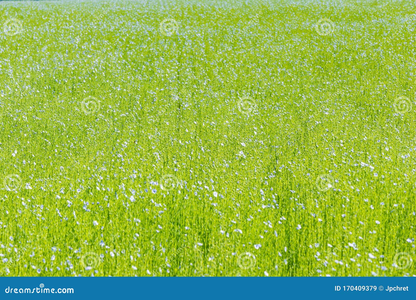 Large Field of Flax in Bloom in Spring Stock Image - Image of ...
