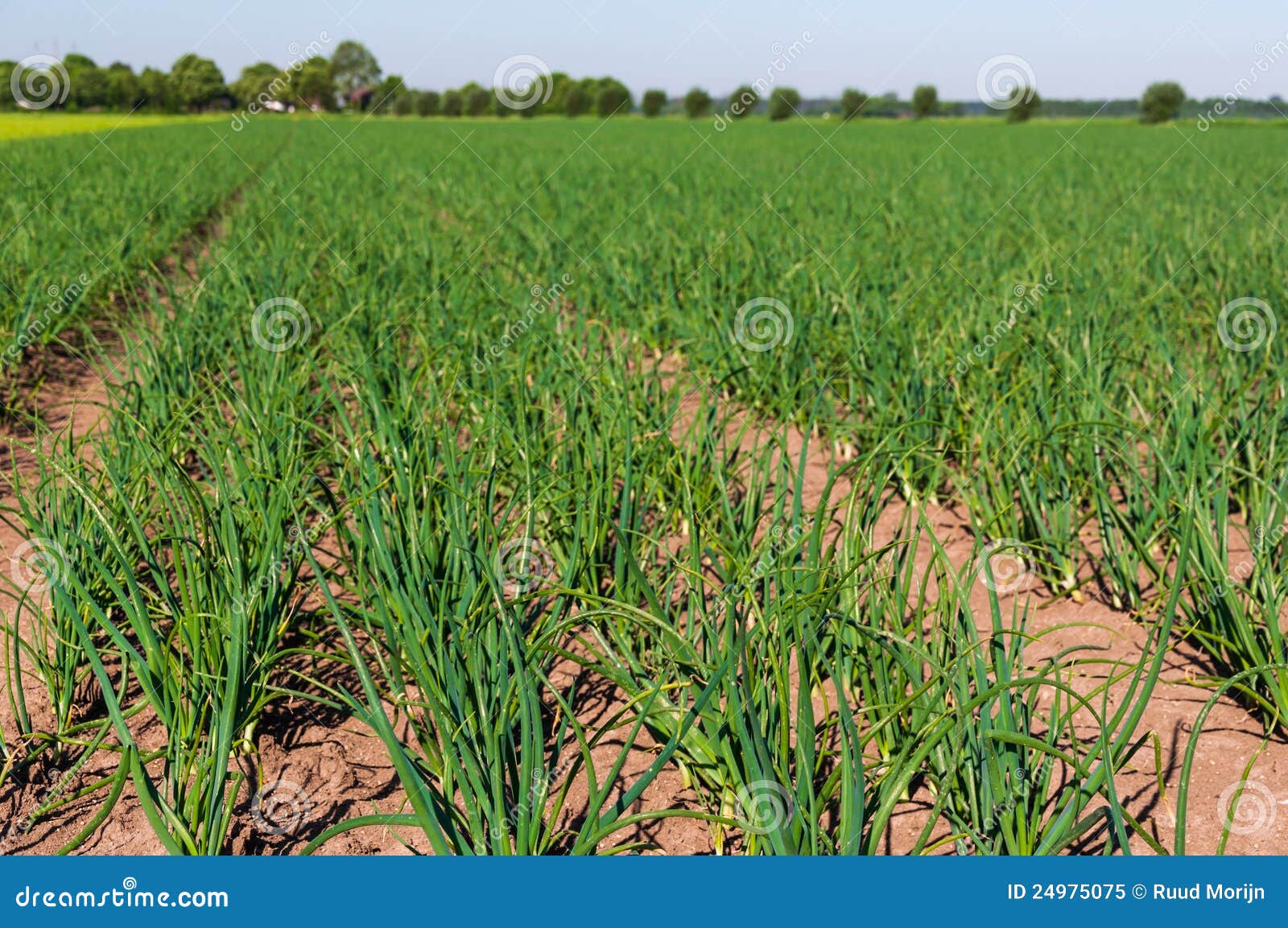 Large Field Full of Onion Plants Stock Image - Image of growing ...