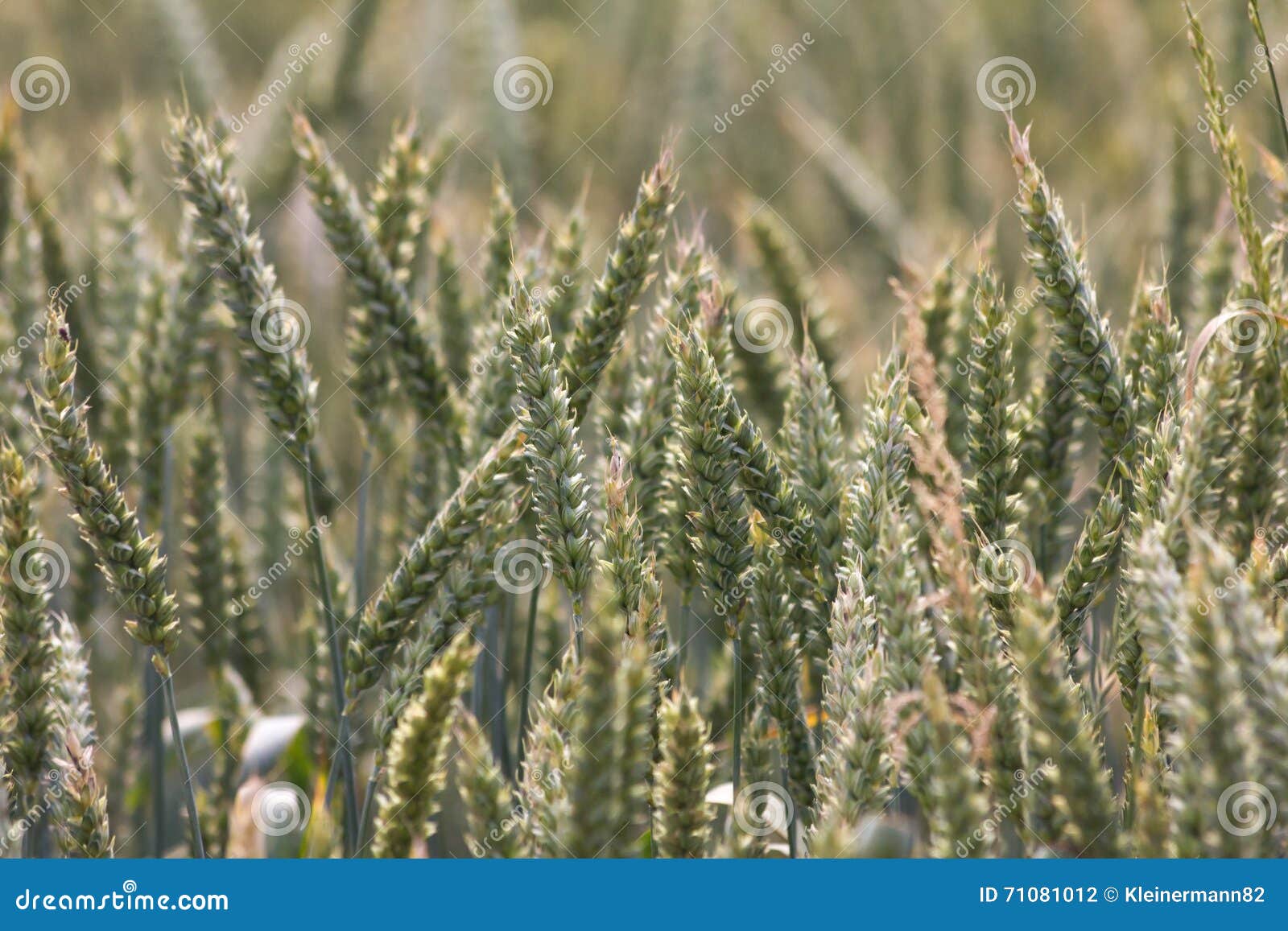 Large field full of wheat stock photo. Image of ernte - 71081012