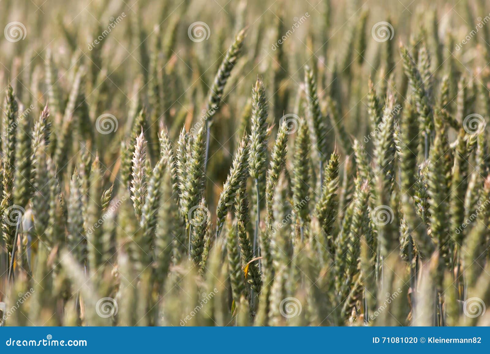 Large field full of wheat stock photo. Image of ernte - 71081020