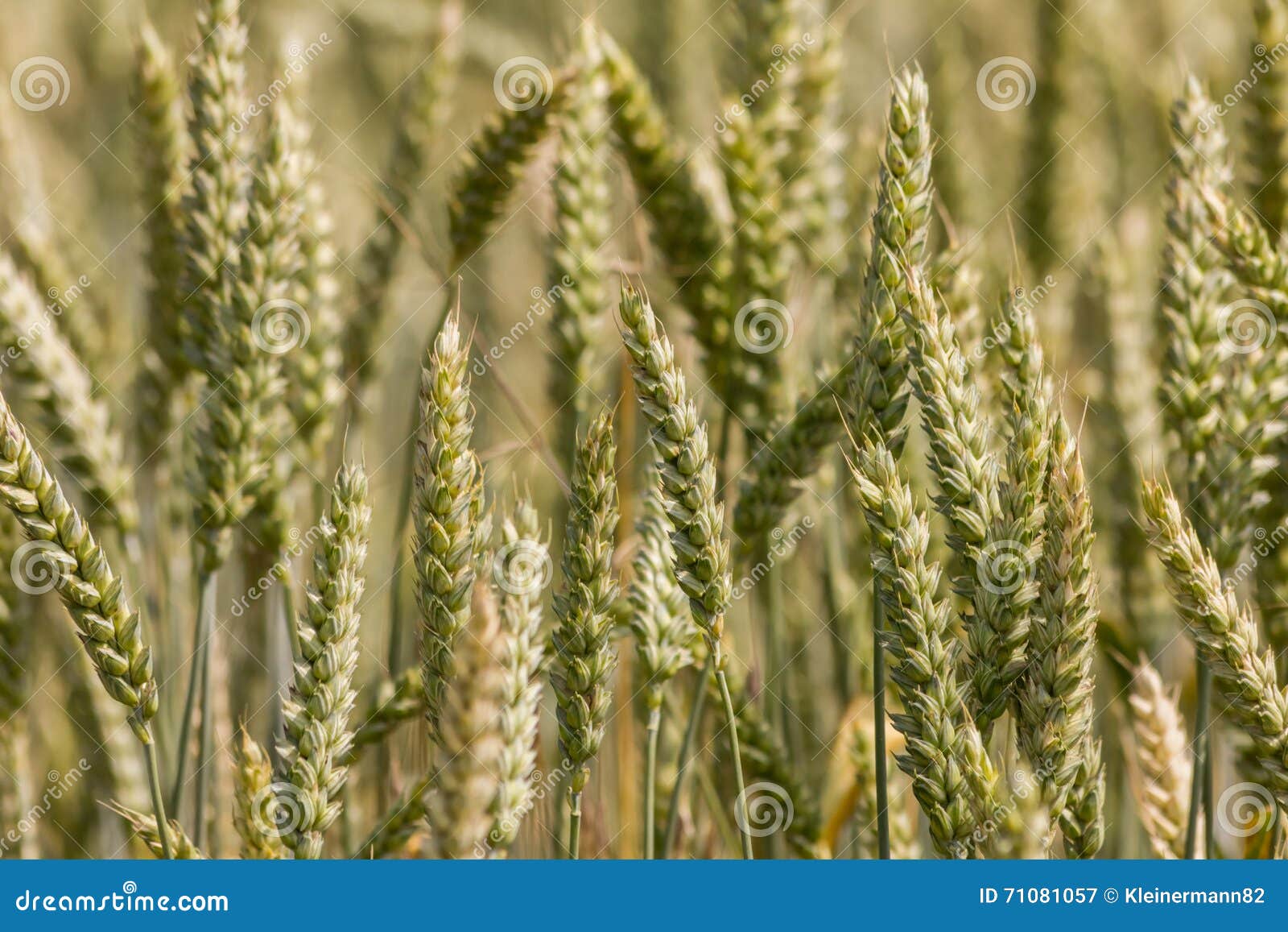 Large field full of wheat stock image. Image of vegetarisch - 71081057
