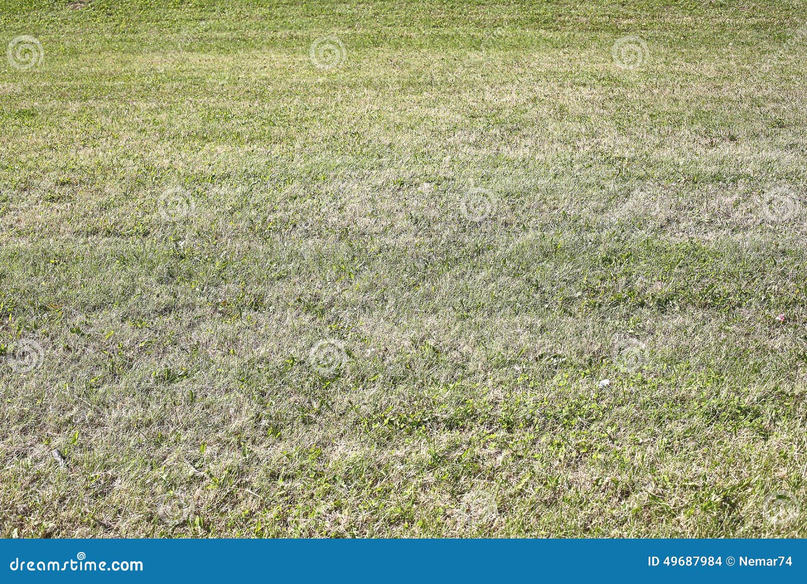 Large Field of Green and Wilted Grass Stock Photo - Image of lawn ...