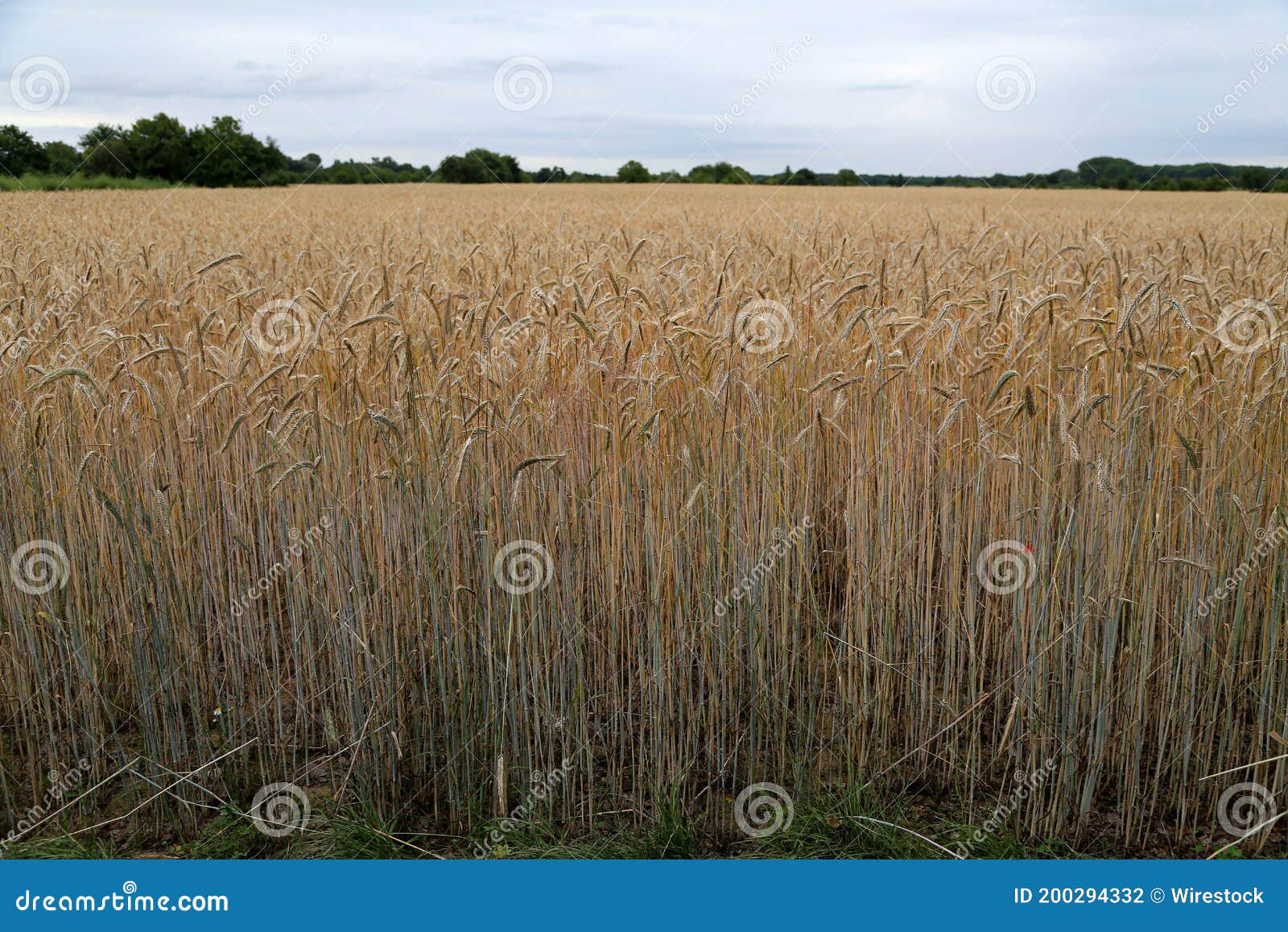 Large Field with Growing Wheat Stock Photo - Image of field ...