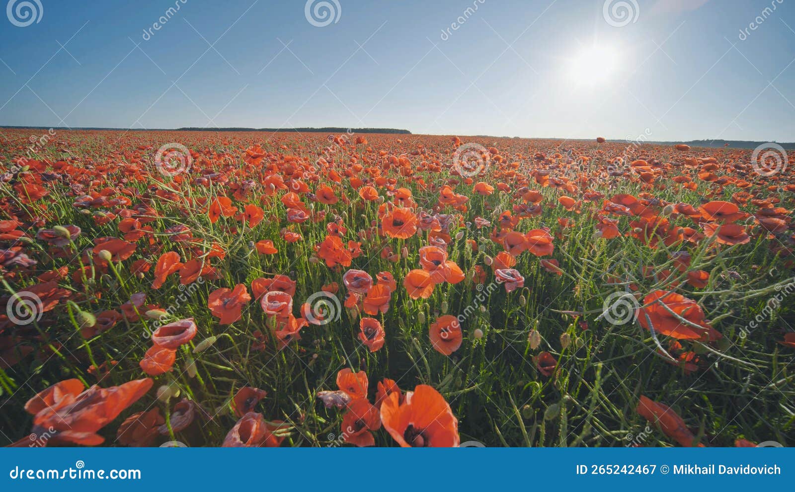 A Large Field of Red Poppy Flowers at Sunset. Smooth Movement. Stock ...