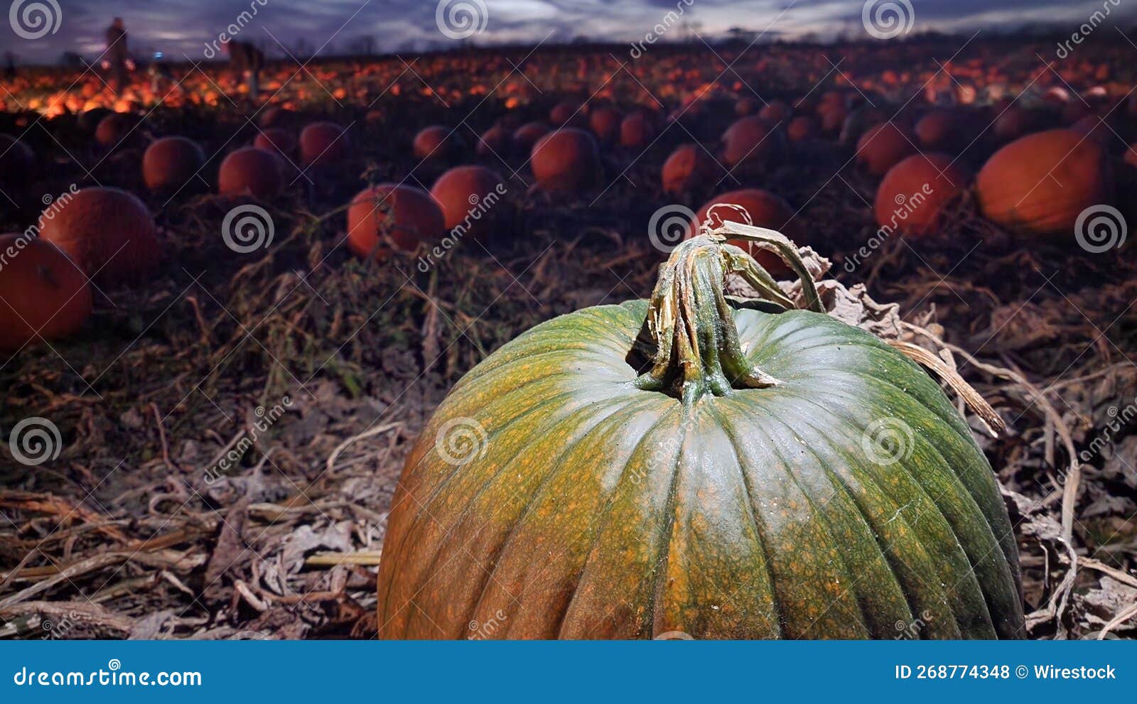 Large Field of Ripe Pumpkins in the Night Stock Photo - Image of ...