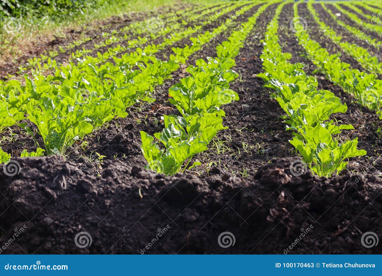 A Large Field with Rows with Young Sprouts Stock Image - Image of farm ...