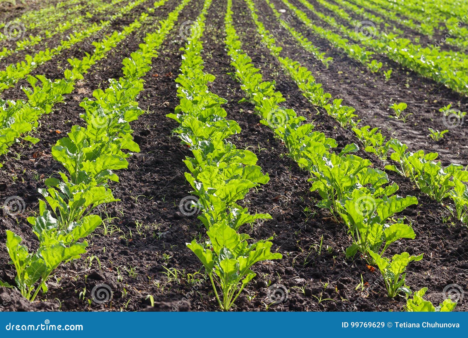 A Large Field with Rows with Young Sprouts Stock Image - Image of ...