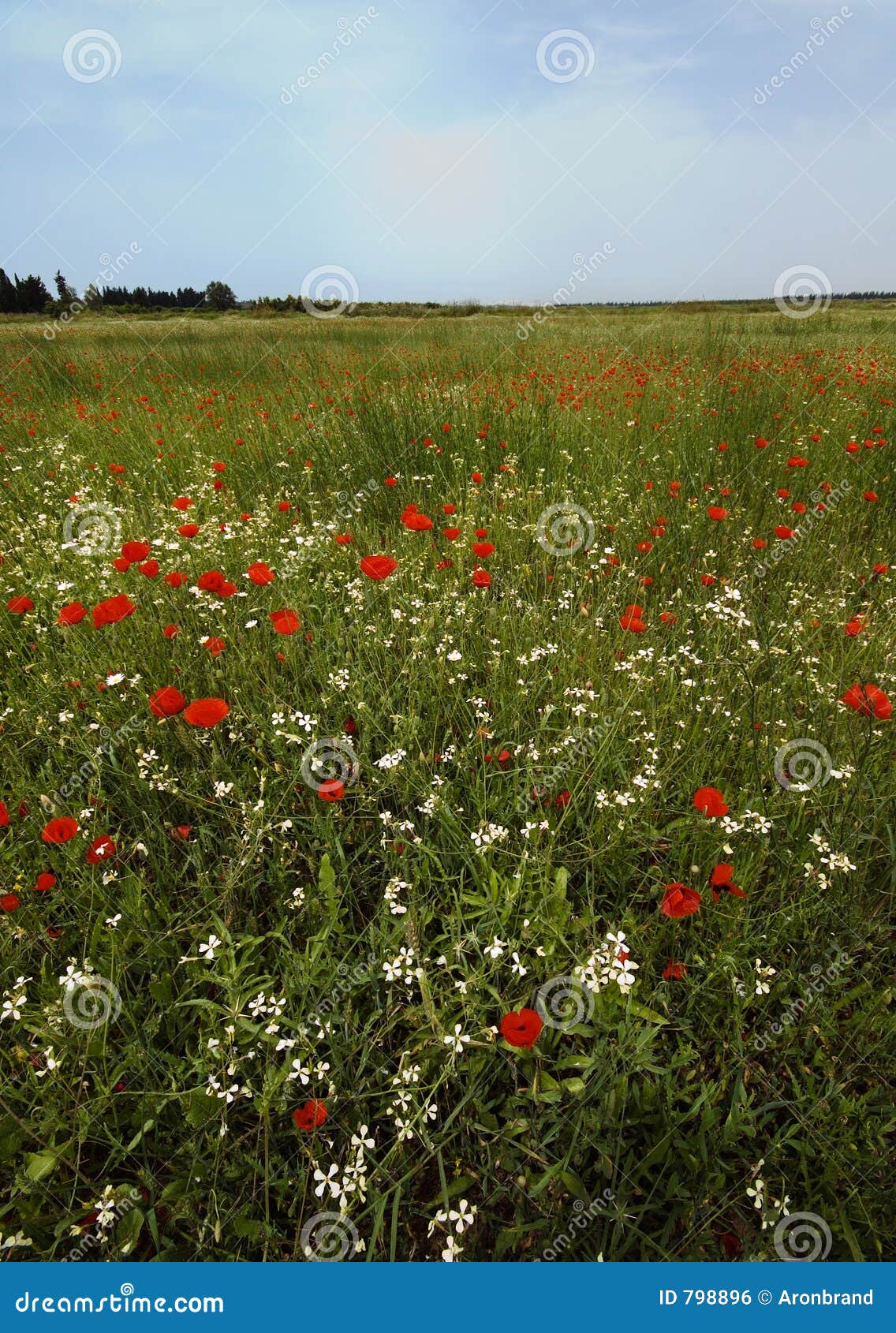 A Large Field of Spring Flowers Stock Photo - Image of summer, nature ...