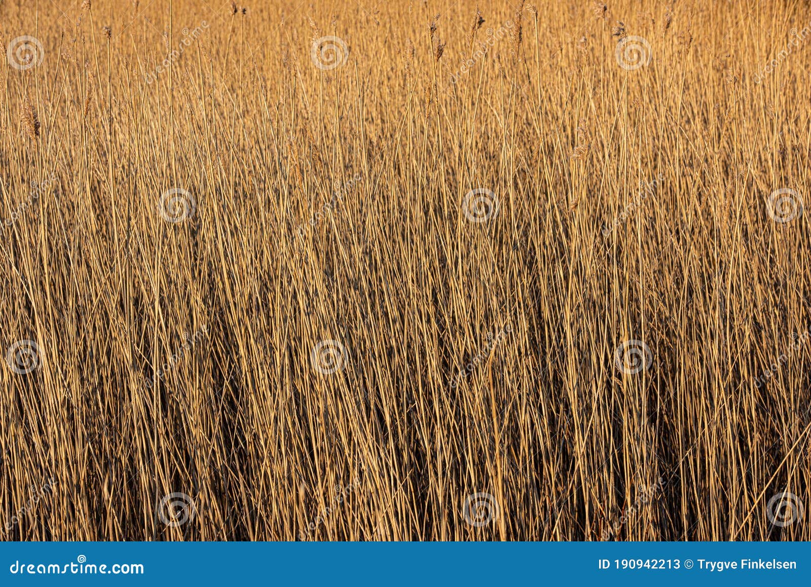 Large Field of Tall Brown Reeds and Grass Stock Image - Image of field ...