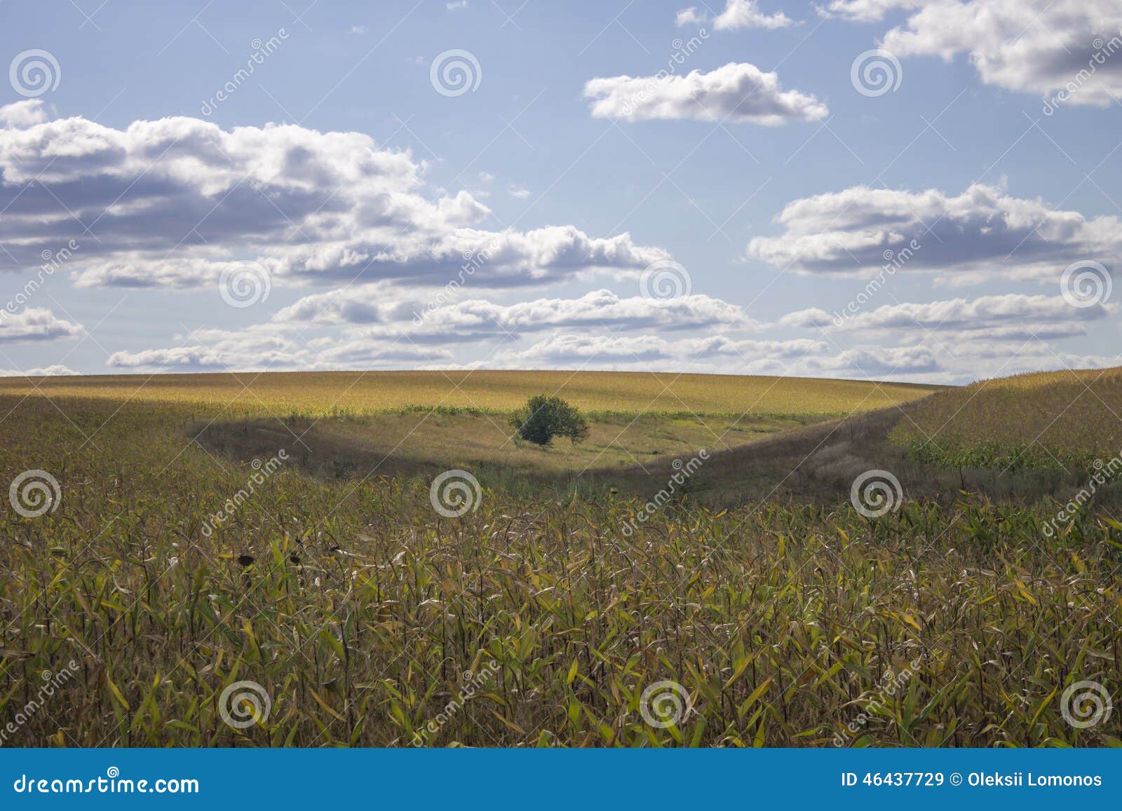 Large field stock image. Image of field, large, scorching - 46437729