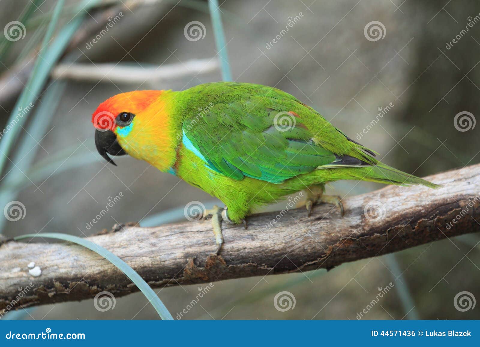 Large fig parrot stock photo. Image of desmarestii, bill - 44571436