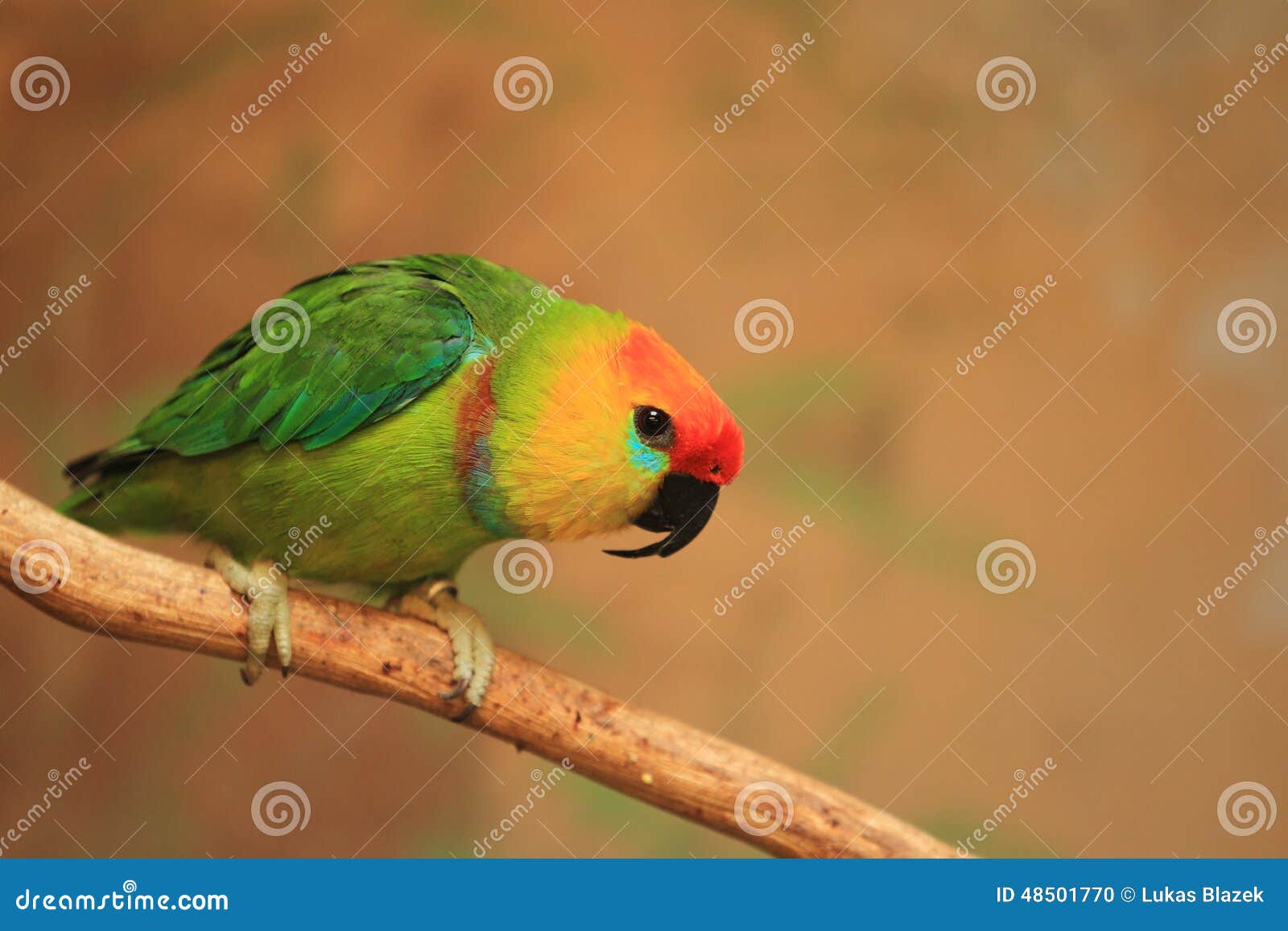 Large fig parrot stock photo. Image of bird, branch, cheeked - 48501770