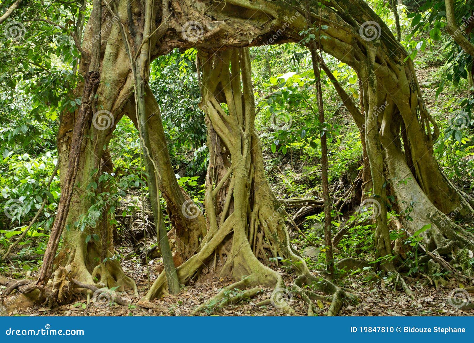 Large fig tree roots stock photo. Image of huge, outdoor - 19847810