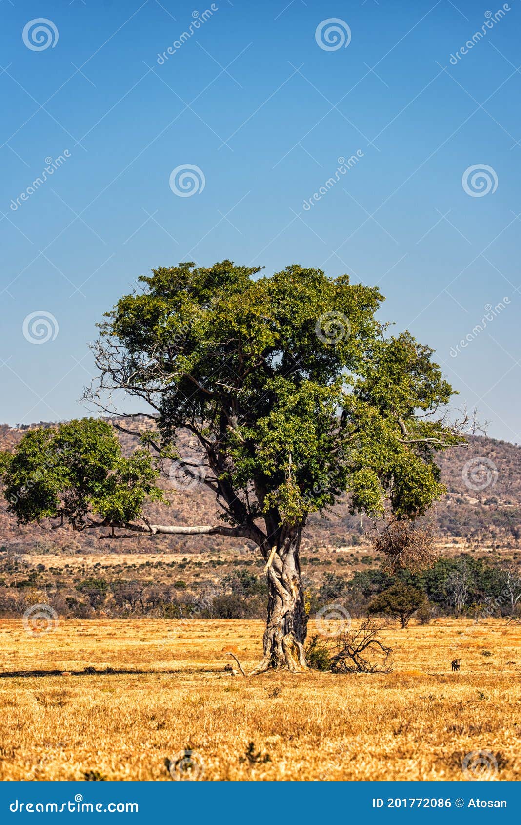 Large Fig Tree in a Savanna Setting Stock Photo - Image of south ...
