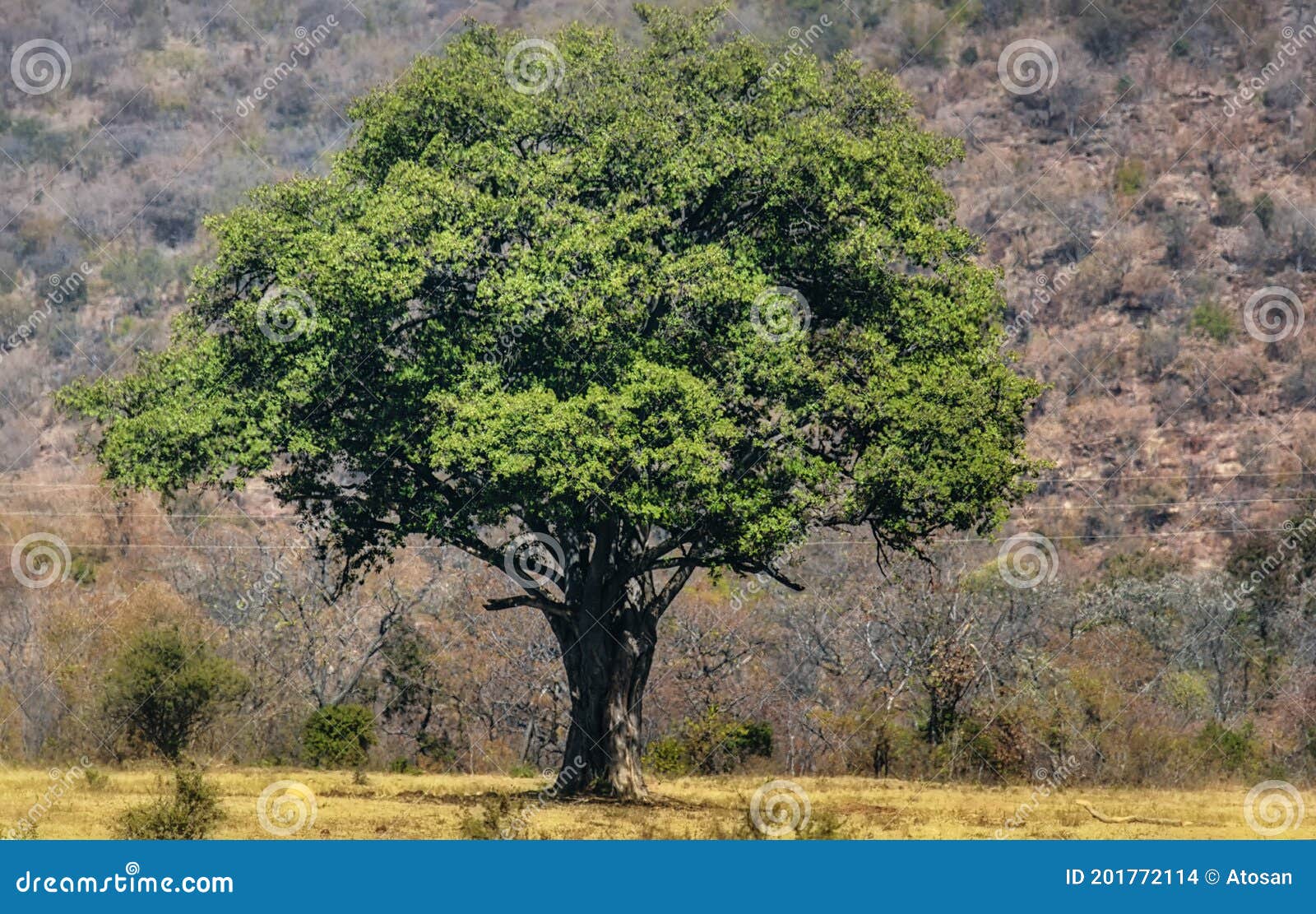 Large Fig Tree in a Savanna Setting Stock Photo - Image of africa ...