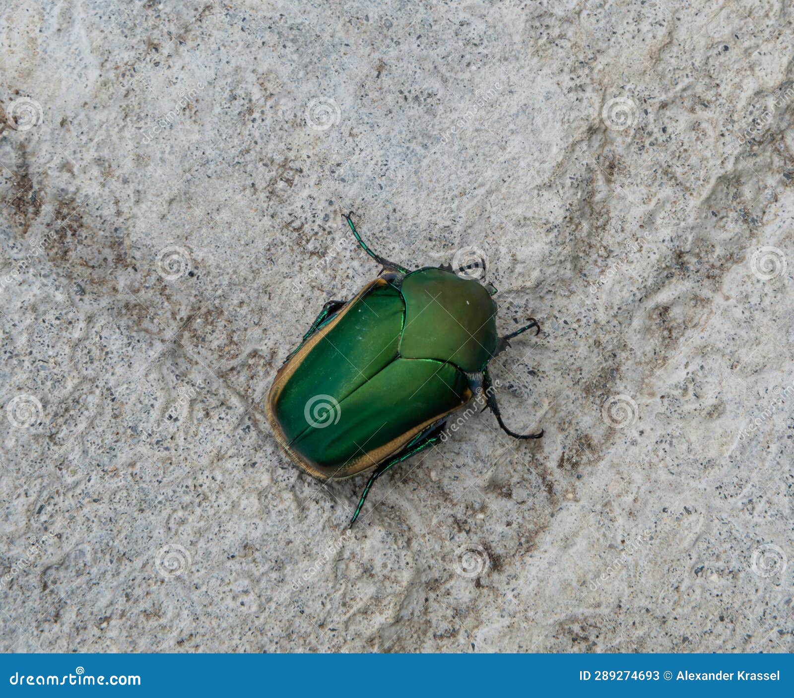 Large Figeater Beetle in the Backyard, California Stock Image - Image ...