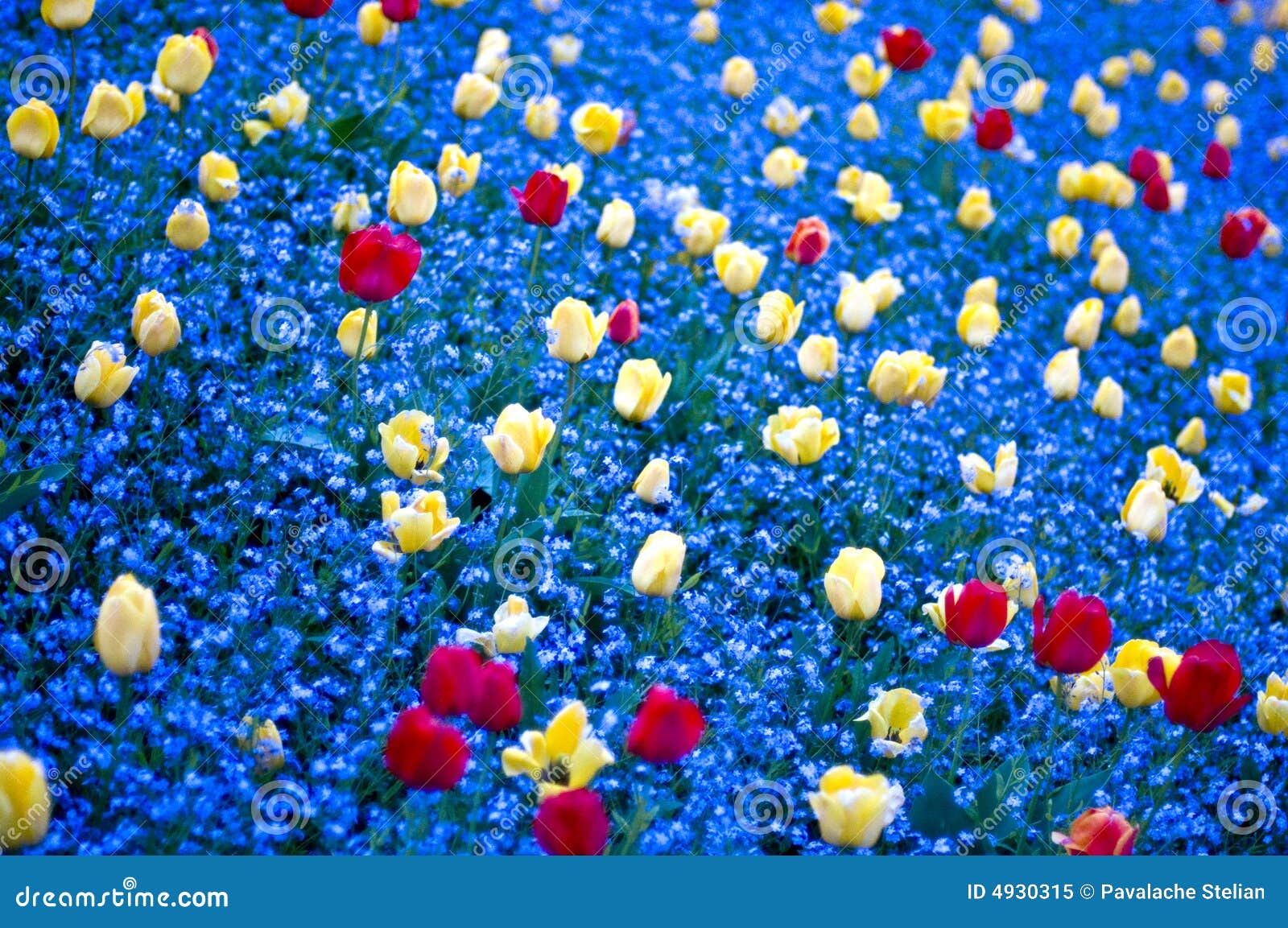 Large Filed with Colored Flowers Stock Image - Image of colors, vibrant ...