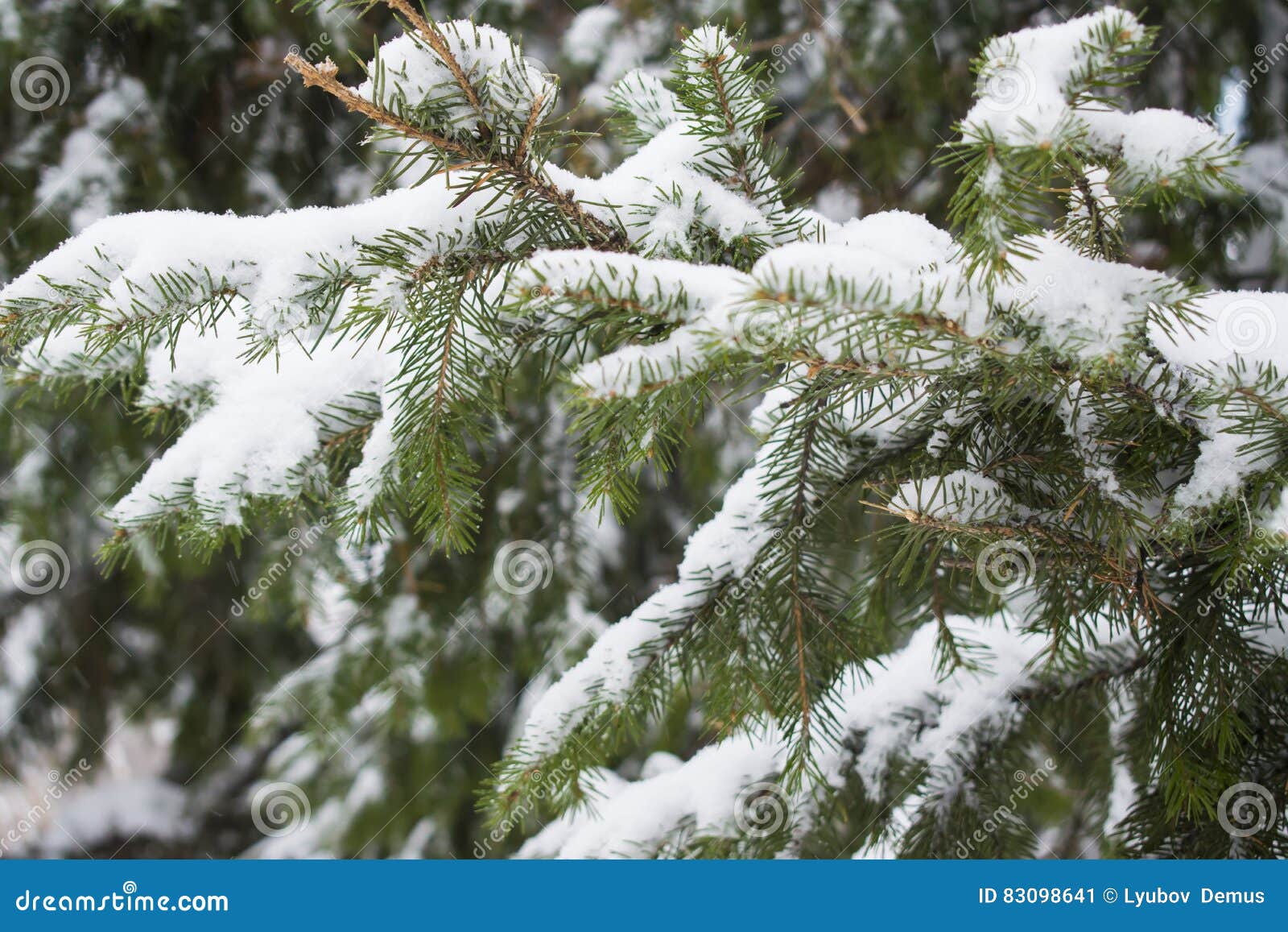 Large Fir-tree Branches on Snow Background Stock Image - Image of ...