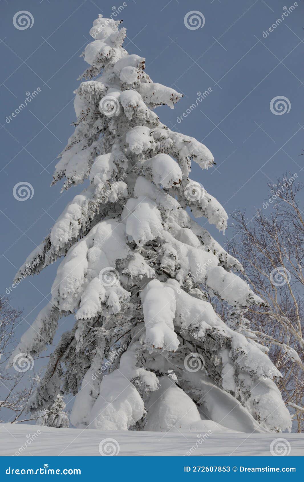 Large Fir Tree Covered in Heavy Snow Stock Image - Image of woodland ...