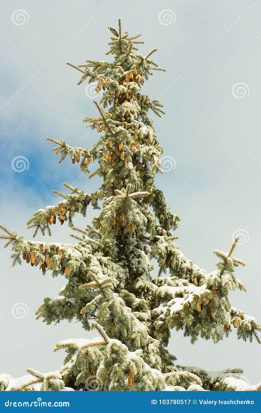 Large fir stock image. Image of cold, detail, forest - 103780517