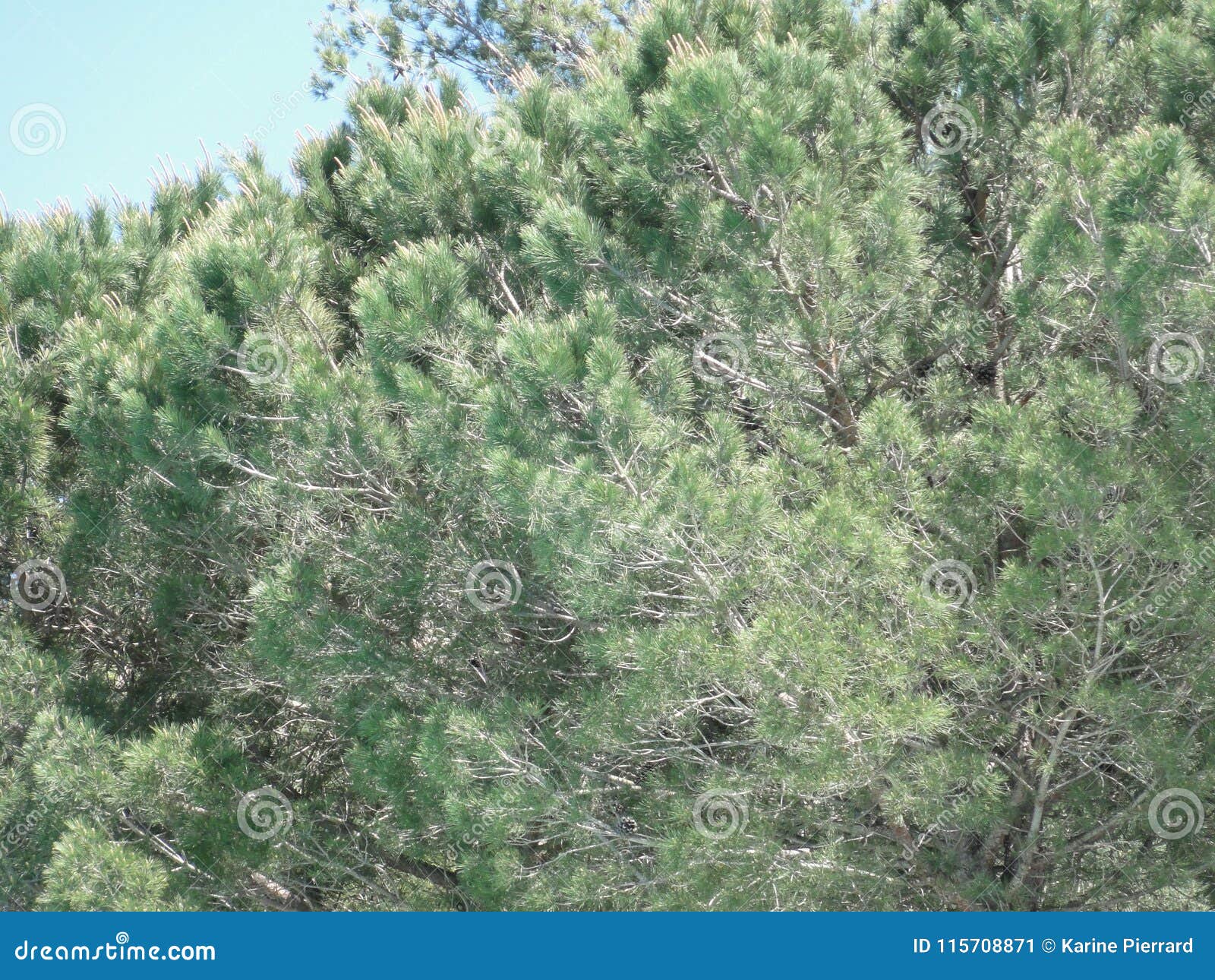 A Large Fir Tree - Front View Stock Image - Image of outdoors, pine ...