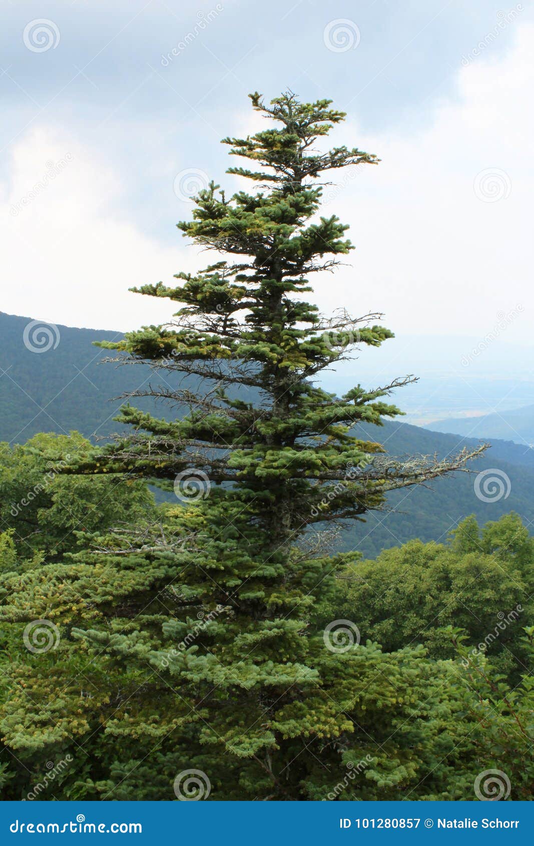 Large Fir Tree with Mountain Range Behind Stock Image - Image of ...