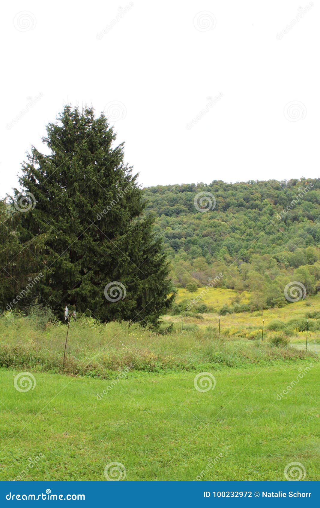 Large Fir Tree Situated between a Green Grassy Field and a Tree Covered ...
