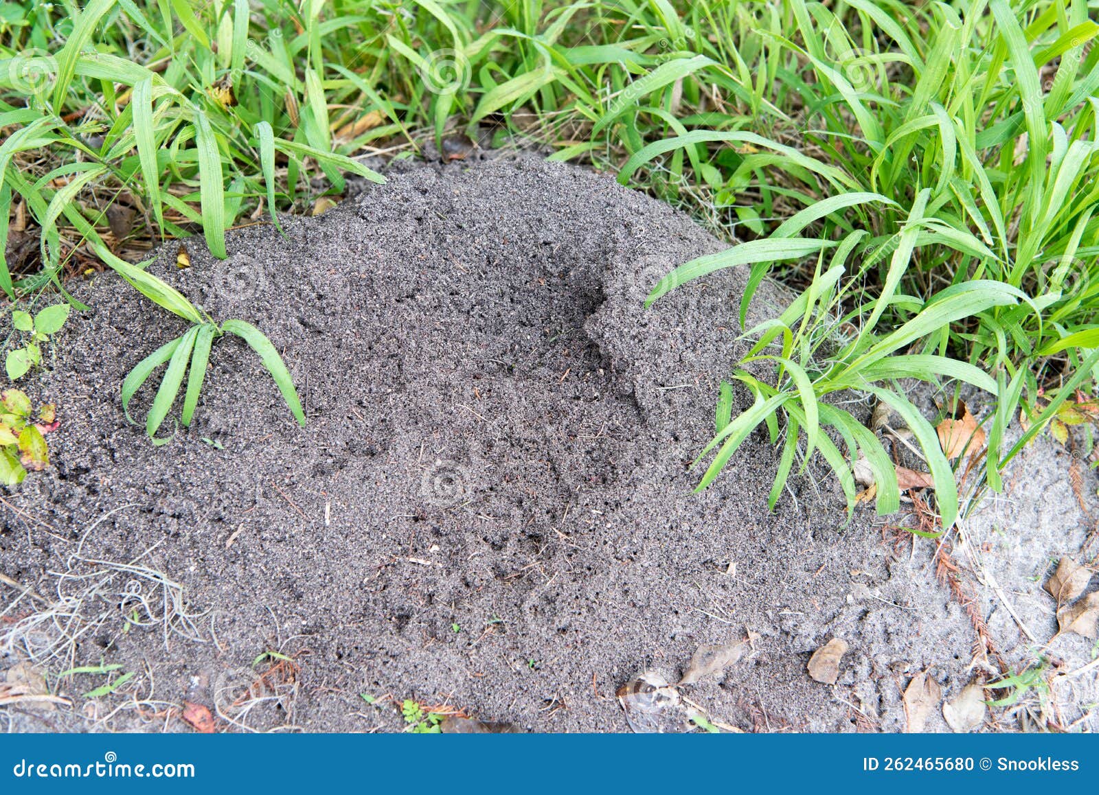 Giant Fire Ant Mound