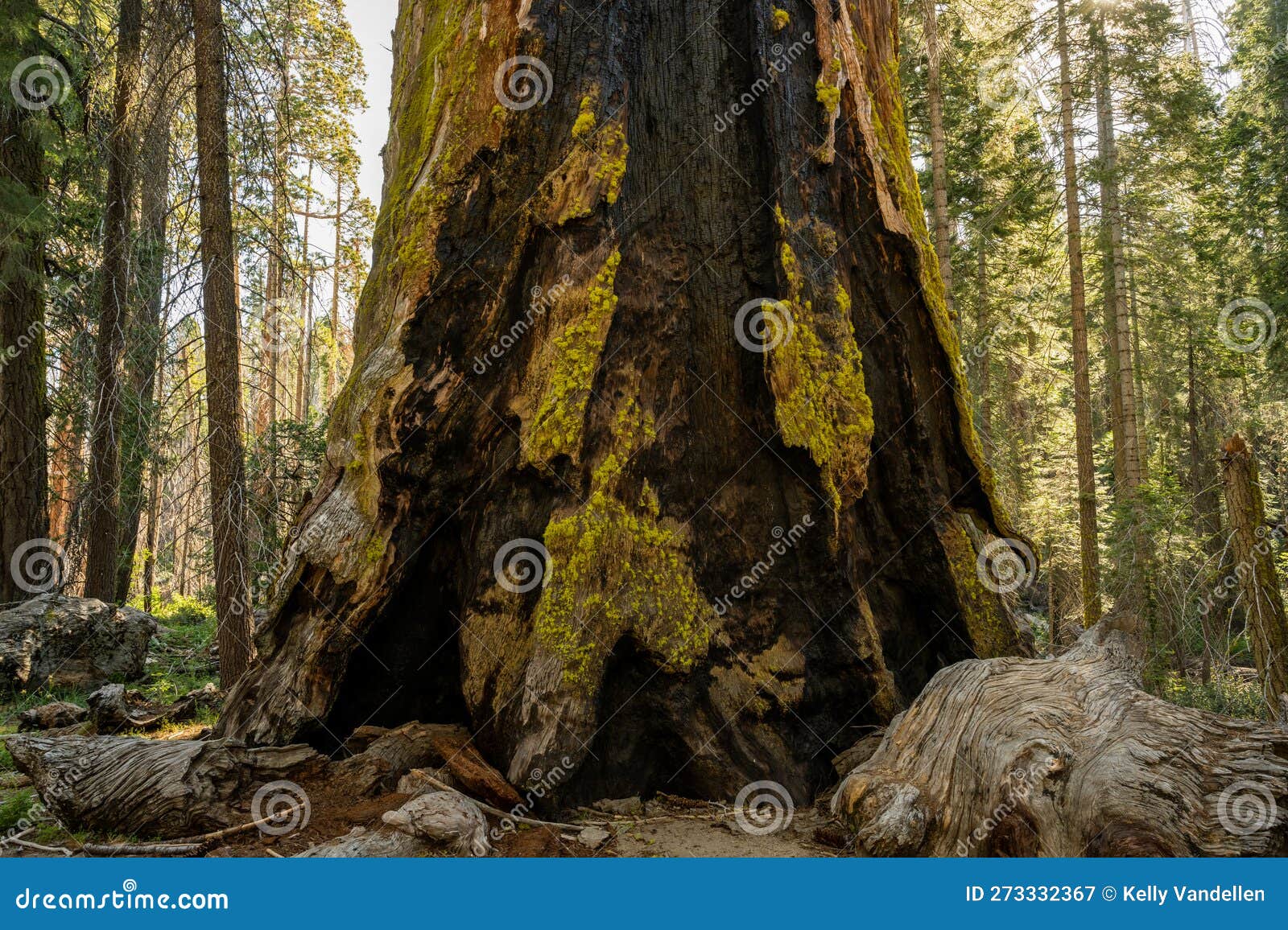 Large Fire Scar on the Base of Giant Sequoia Stock Image - Image of ...