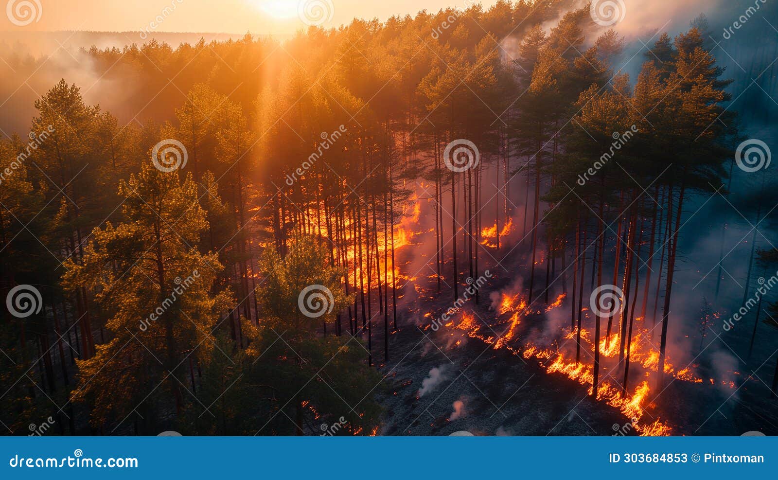 Large Fire in Tall Pine Forest with the Sun between the Trees. Natural ...