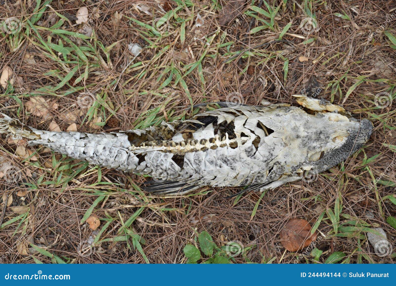 Large Fish Bone in the Grass Along the Waterfront Stock Photo - Image ...