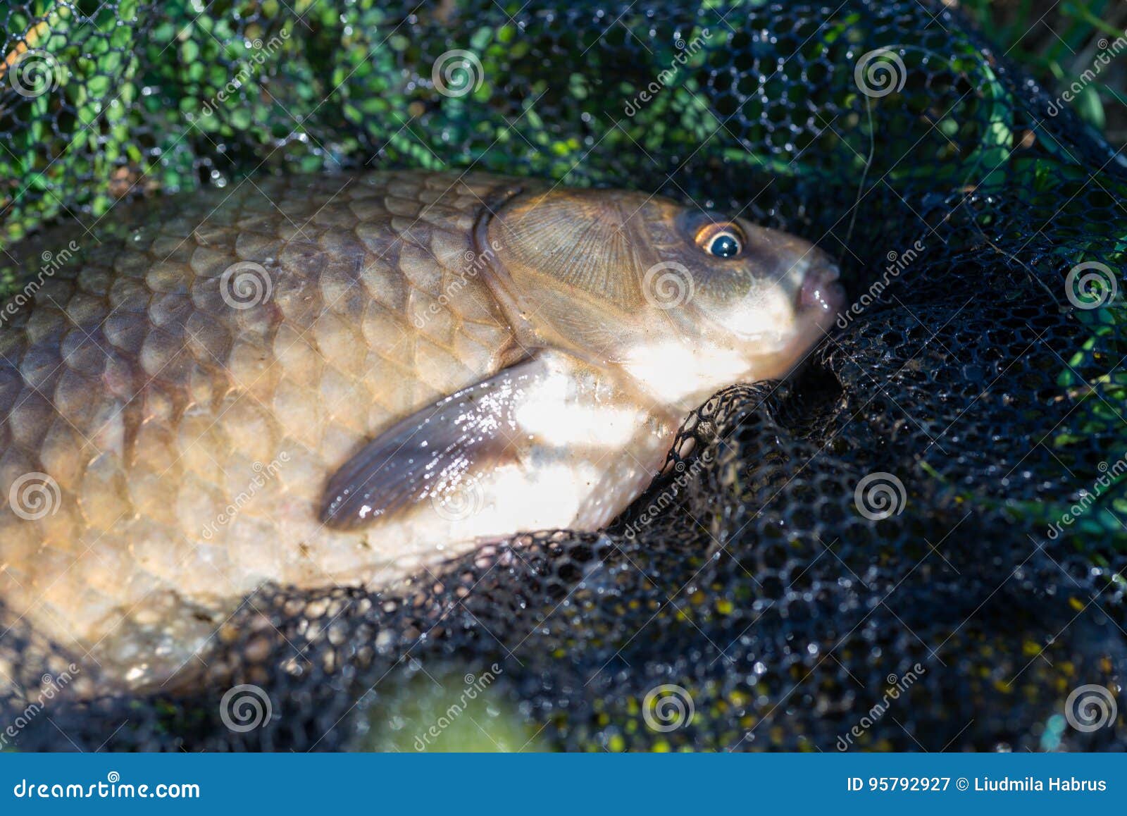 Large Fish Caught by a Fisherman Stock Image - Image of hand, gold ...