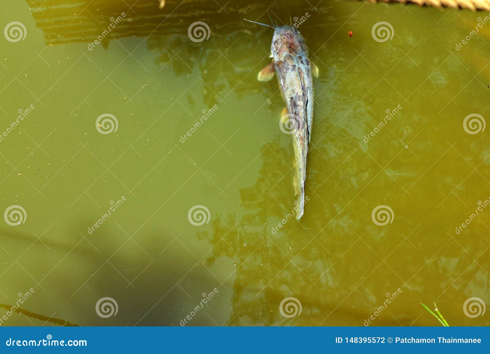 Large Fish Died in the River, Polluted Water Source. Stock Photo ...
