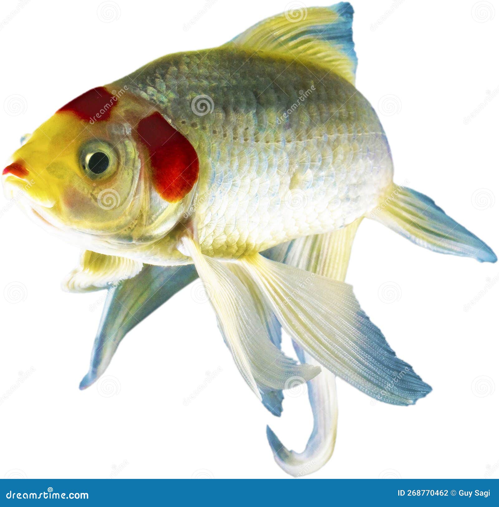 Large Fish Looking Staring through the Screen Stock Photo - Image of ...