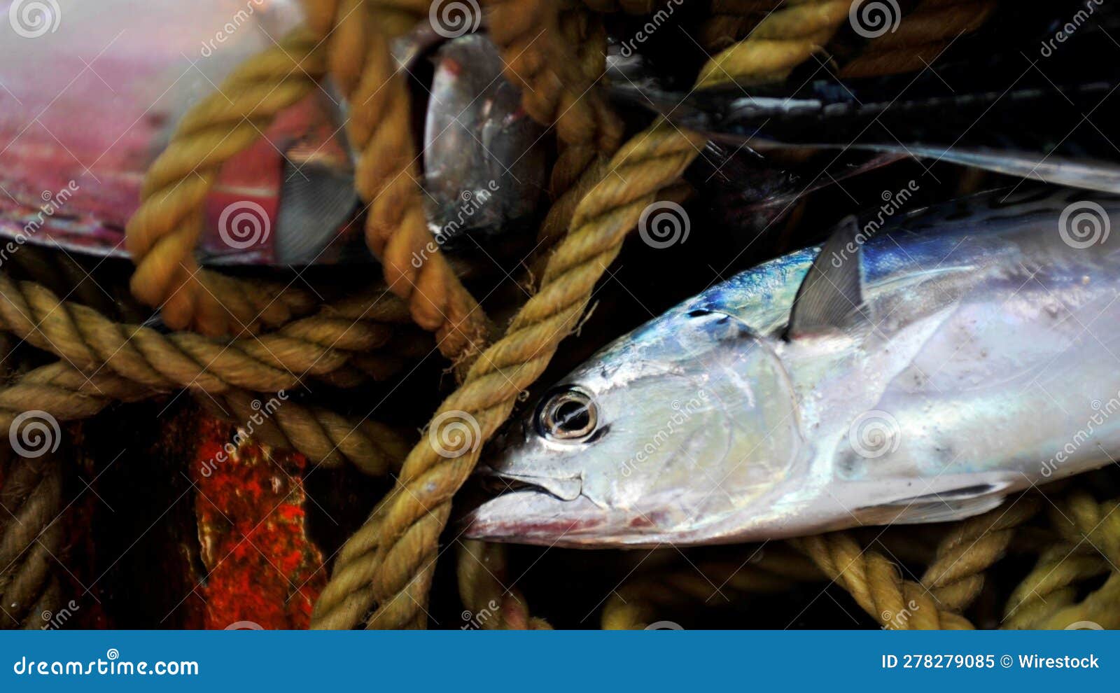 Large Fish is Lying Atop a Pile of Tan-colored Rope Stock Image - Image ...
