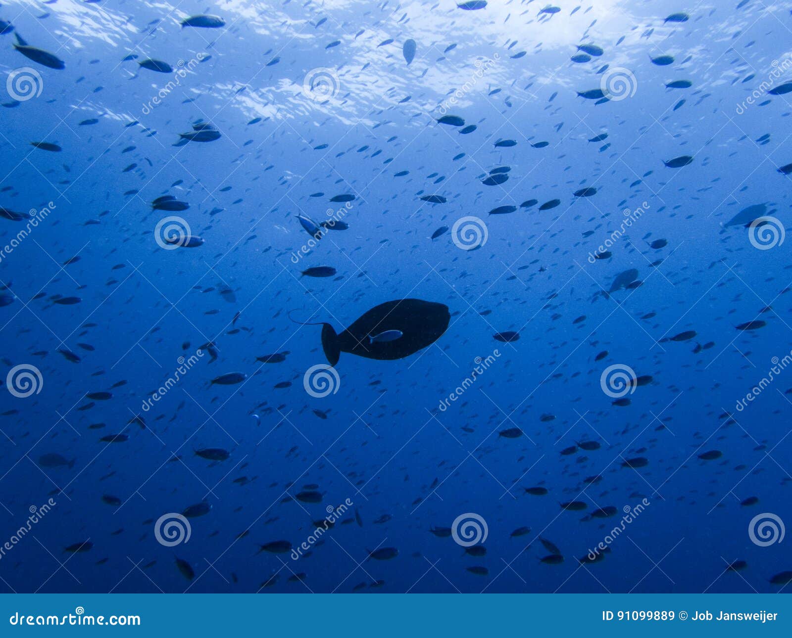 Large Fish between Many Small Fish Stock Image - Image of fishing ...