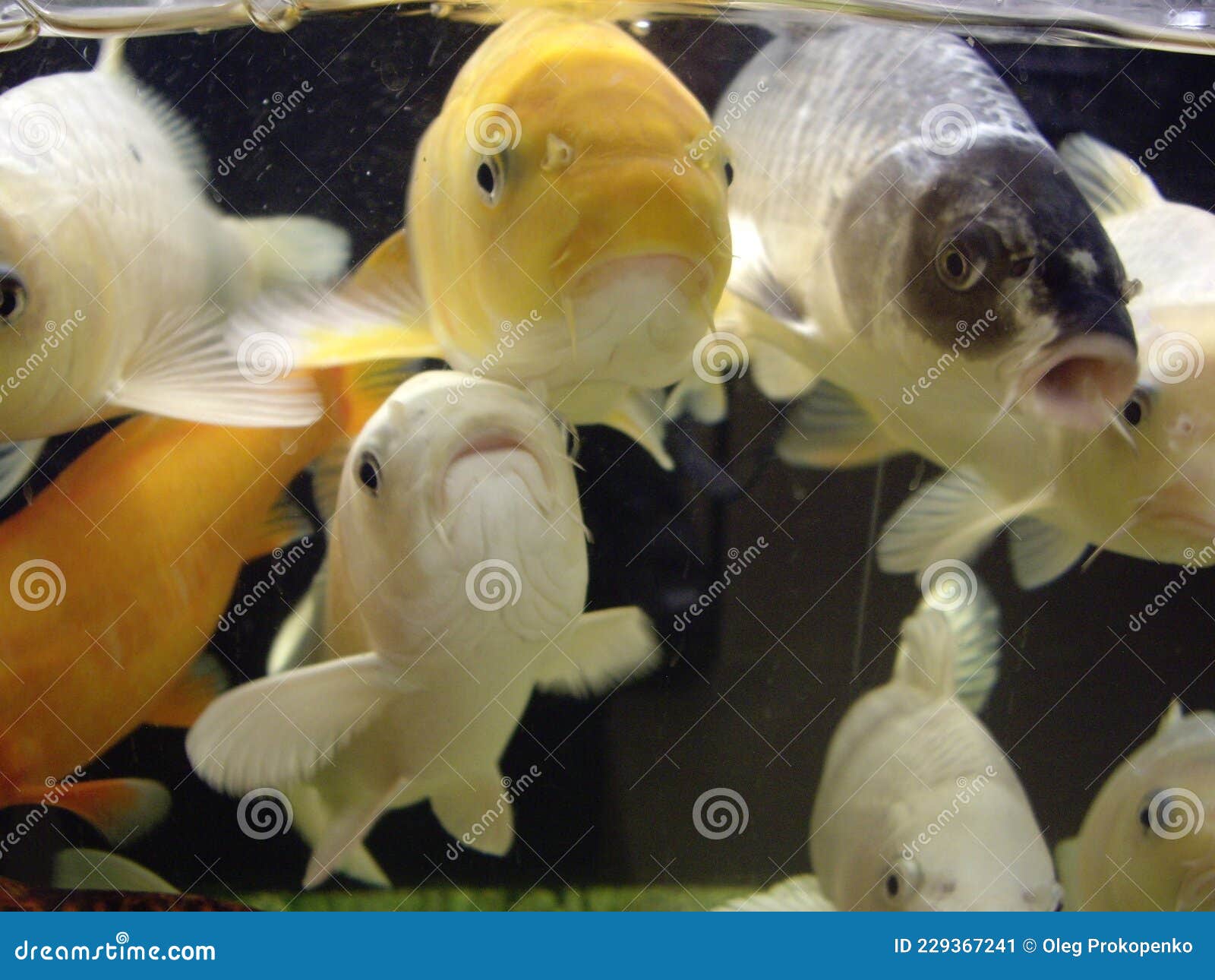 Large Fish Swim in a Transparent Aquarium Stock Image - Image of travel ...