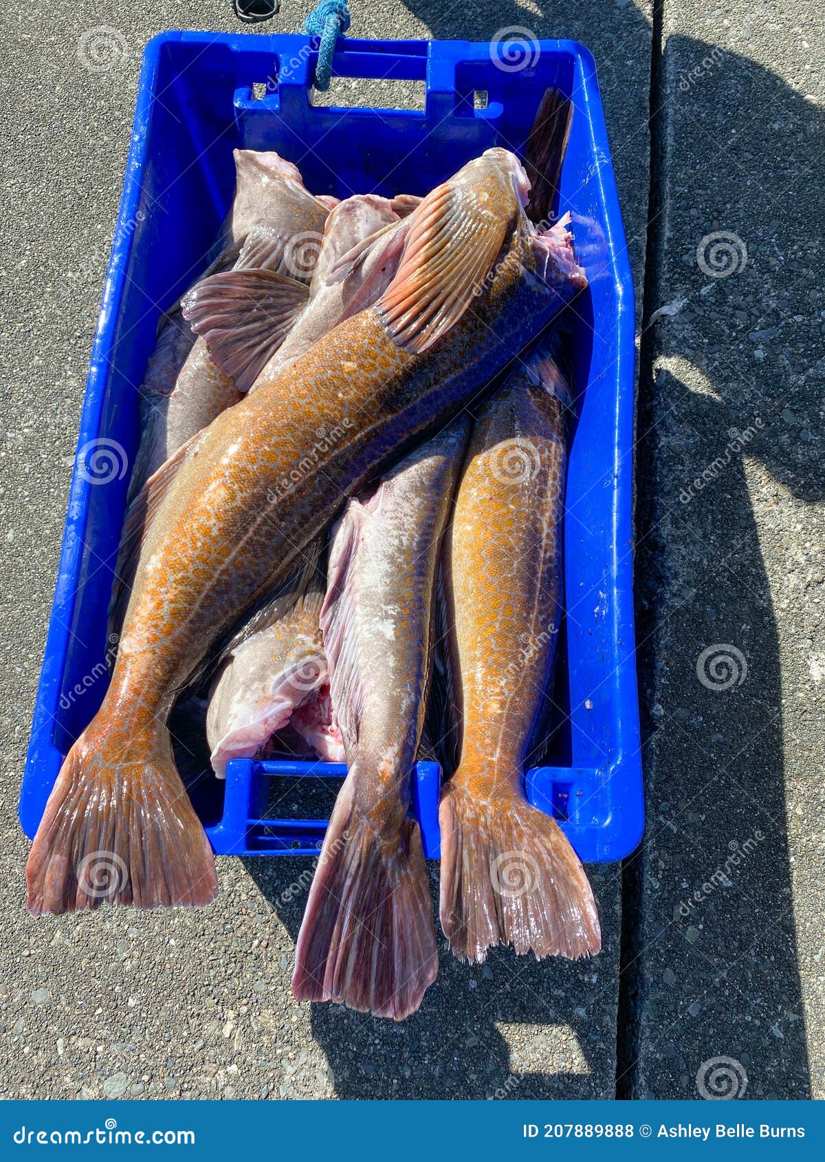 A Large Fish Tote is Stuffed with Pacific Lingcod Stock Photo - Image ...