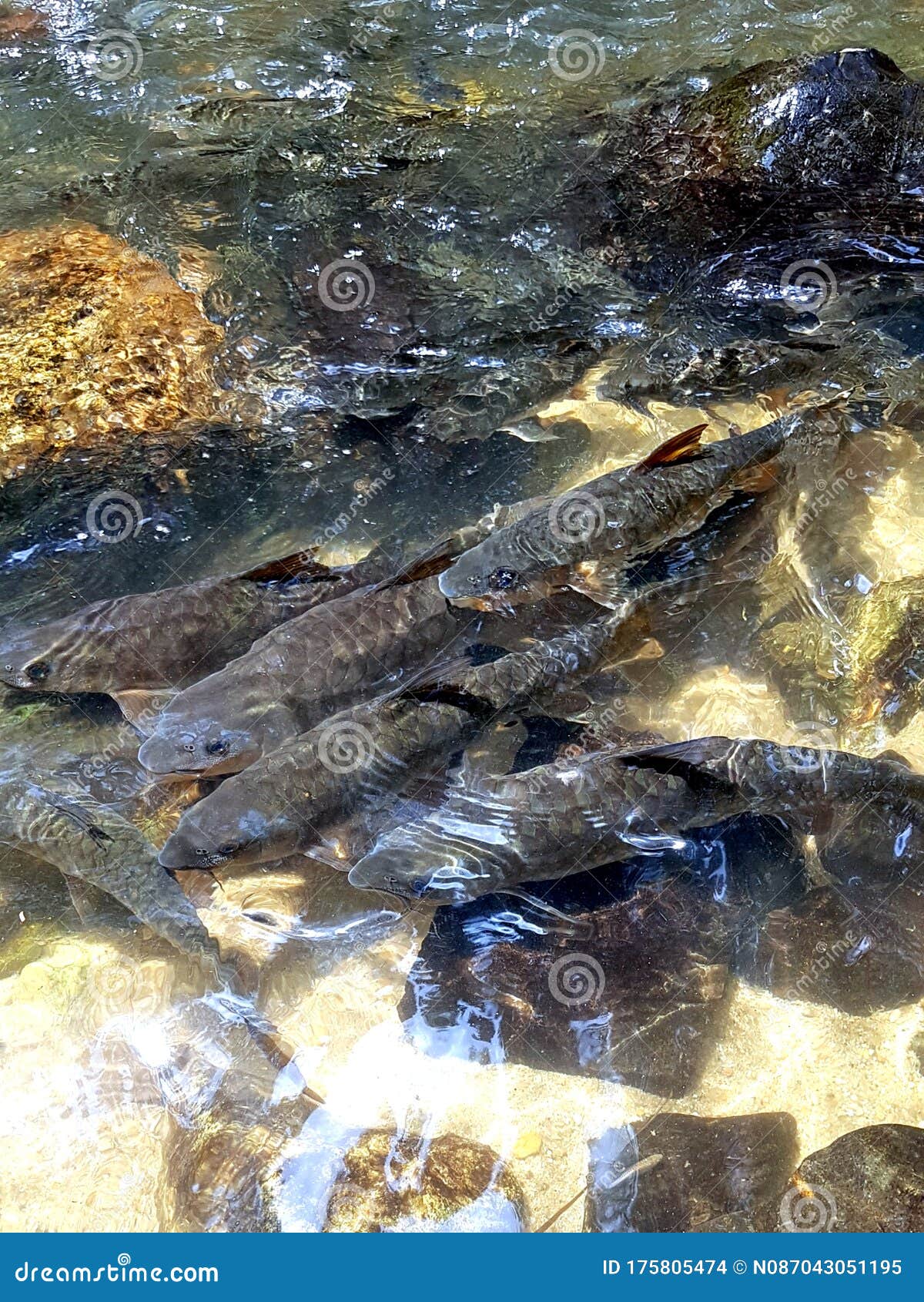 Large fish in waterfall stock photo. Image of waterfall - 175805474