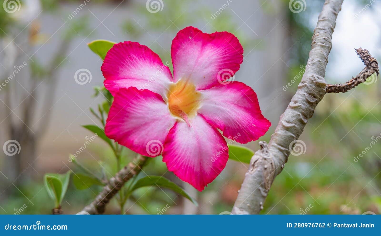 The Bigger Pink Adenium Flower Stock Photo - Image of bonsai, beautiful ...
