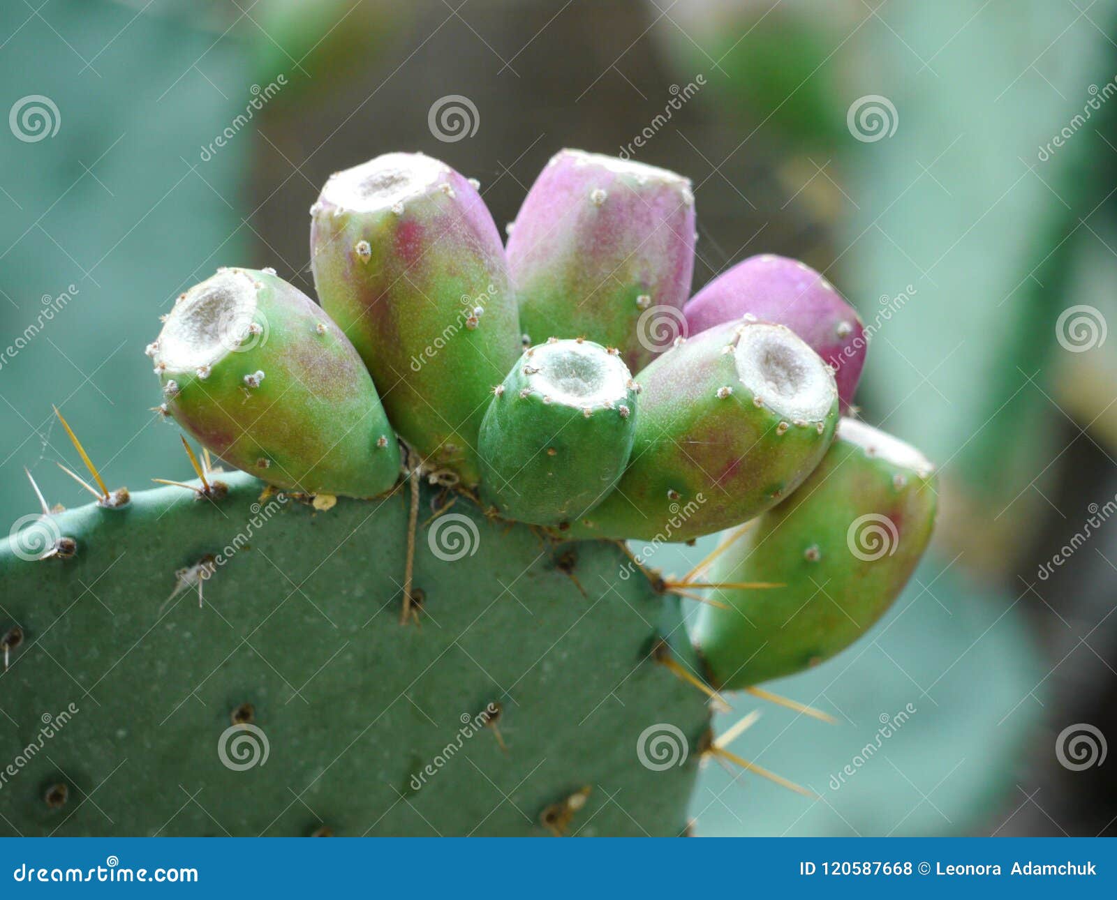 A Large, Flat Cactus Leaf with Seven Small Shoots on it Stock Photo ...
