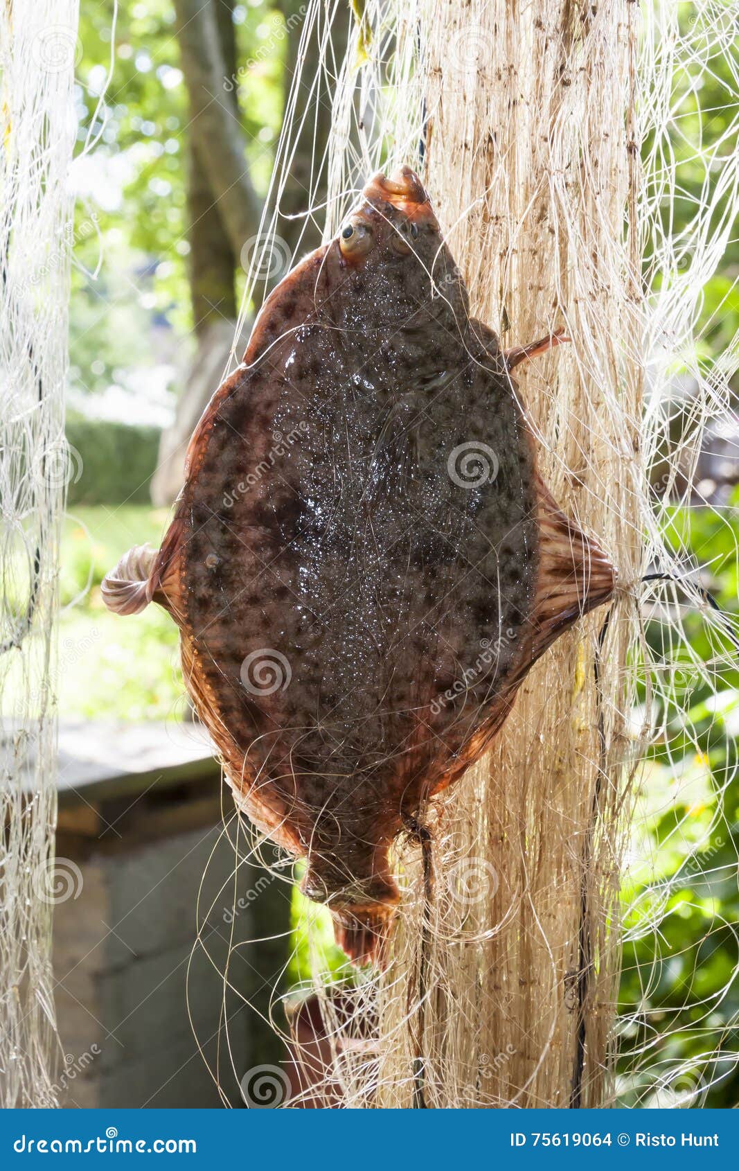 Large Flat Fish Stuck in a Fishing Net Stock Photo - Image of rope ...