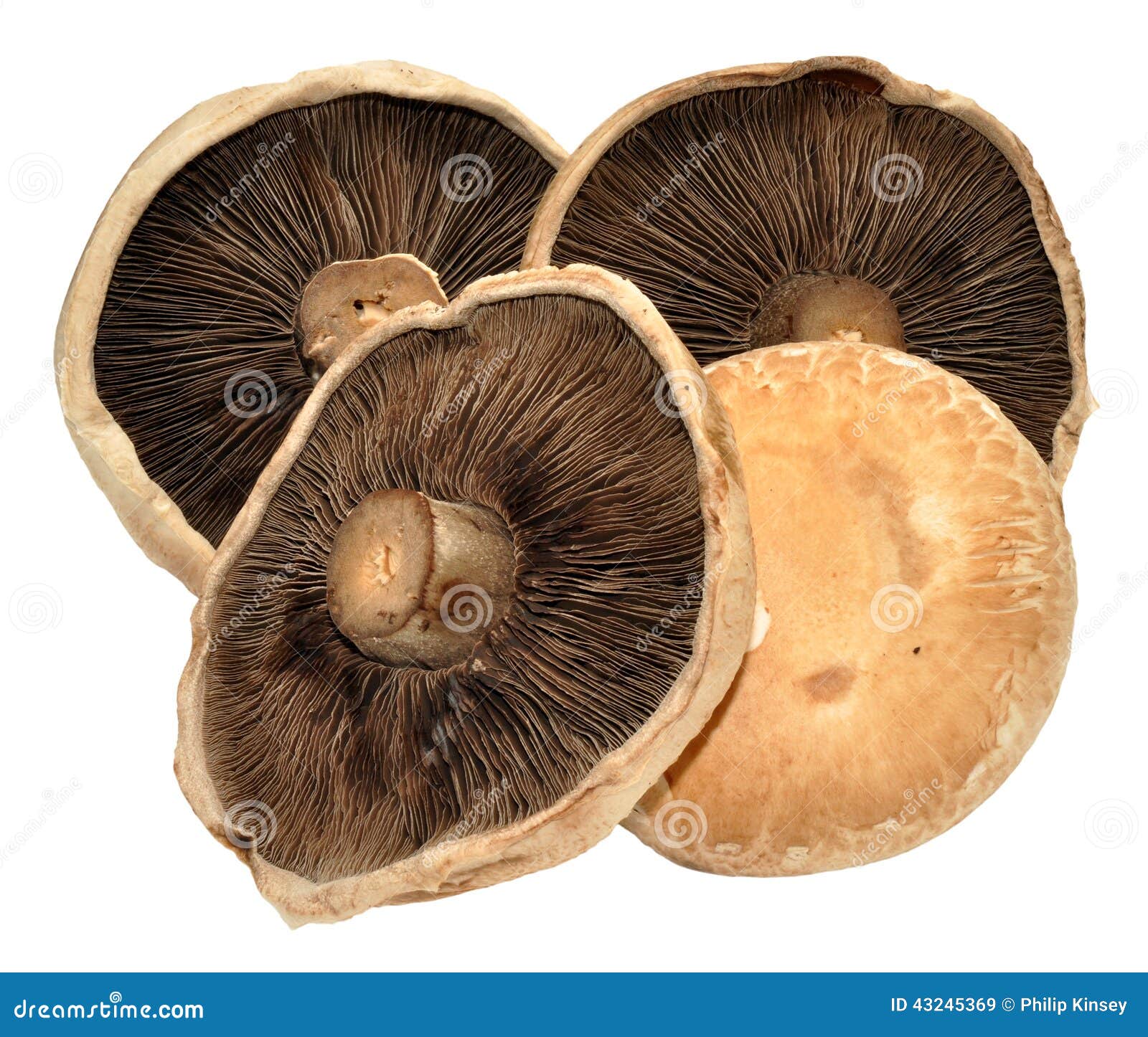 Large Flat Mushrooms stock image. Image of white, tasty - 43245369