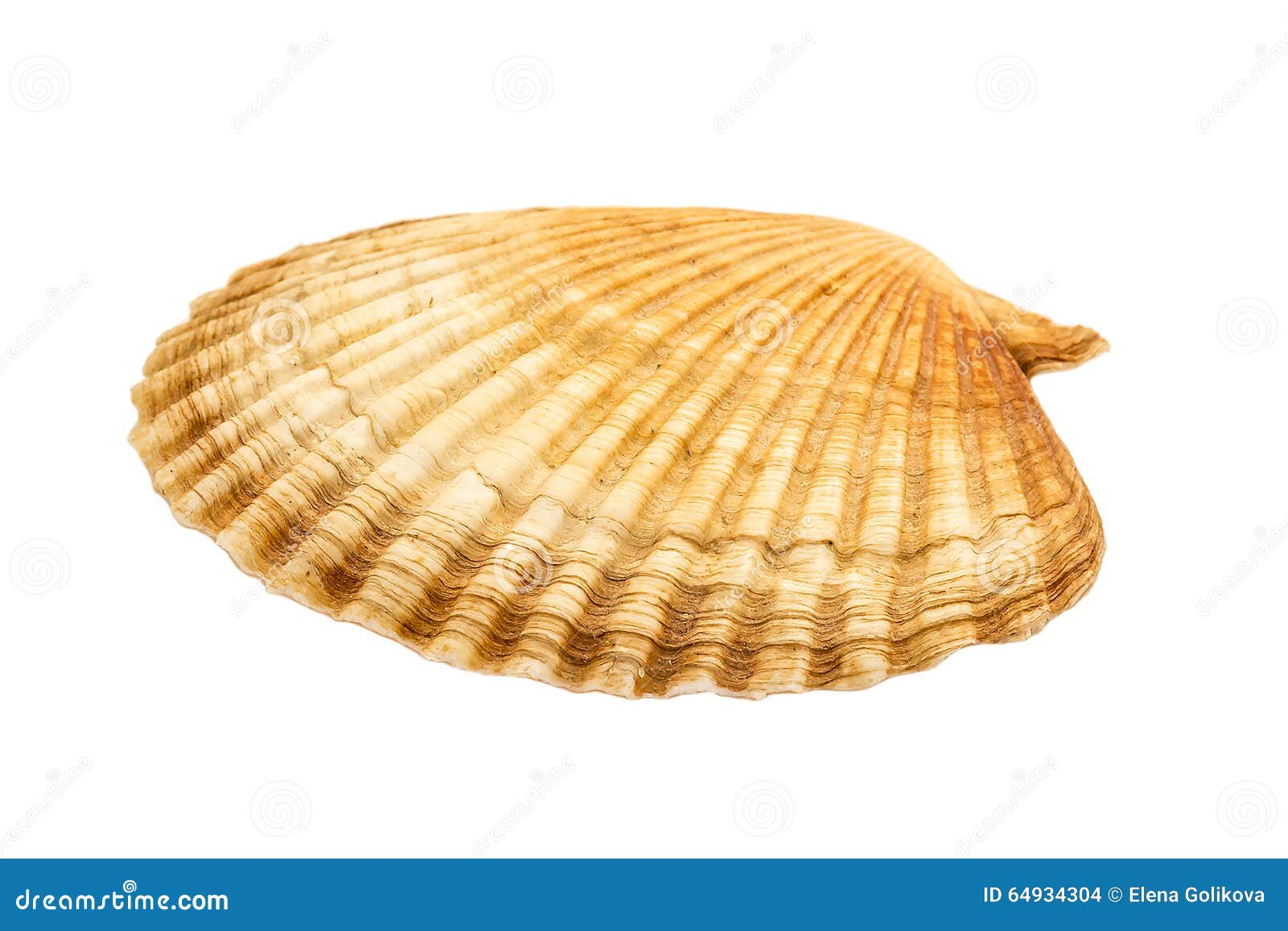 Large flat shell stock photo. Image of marine, large - 64934304