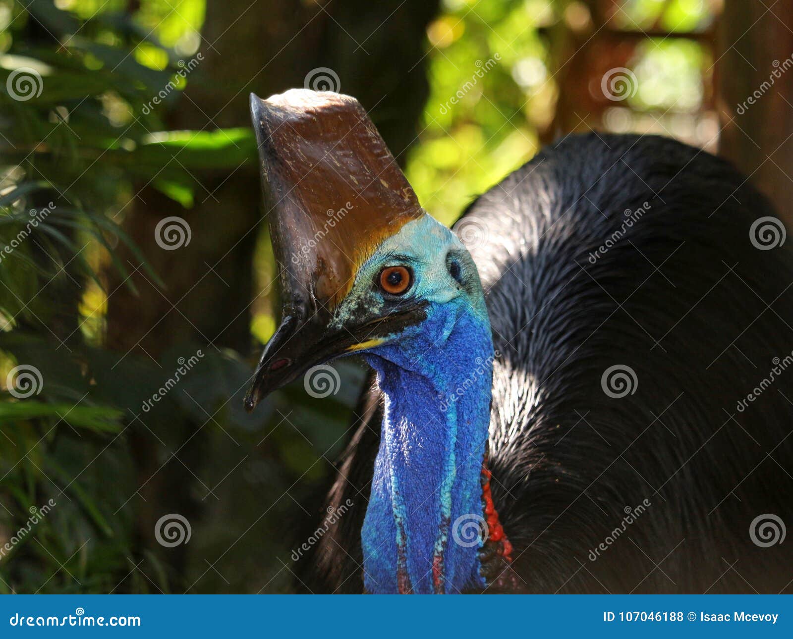 Cassowary stock photo. Image of beak, exotic, animal - 107046188