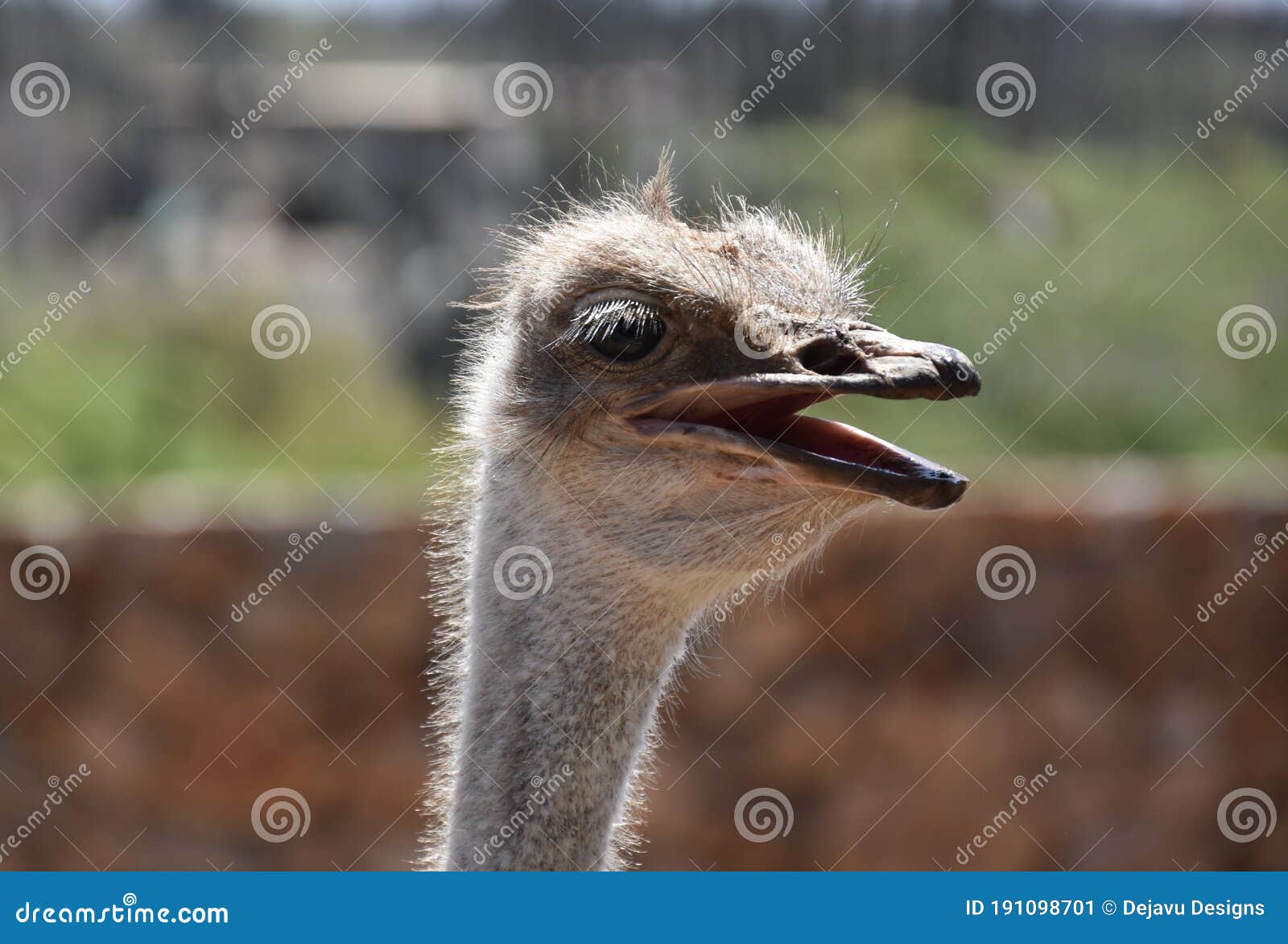 Large Flightless Bird Up Close and Personal Stock Image - Image of ...
