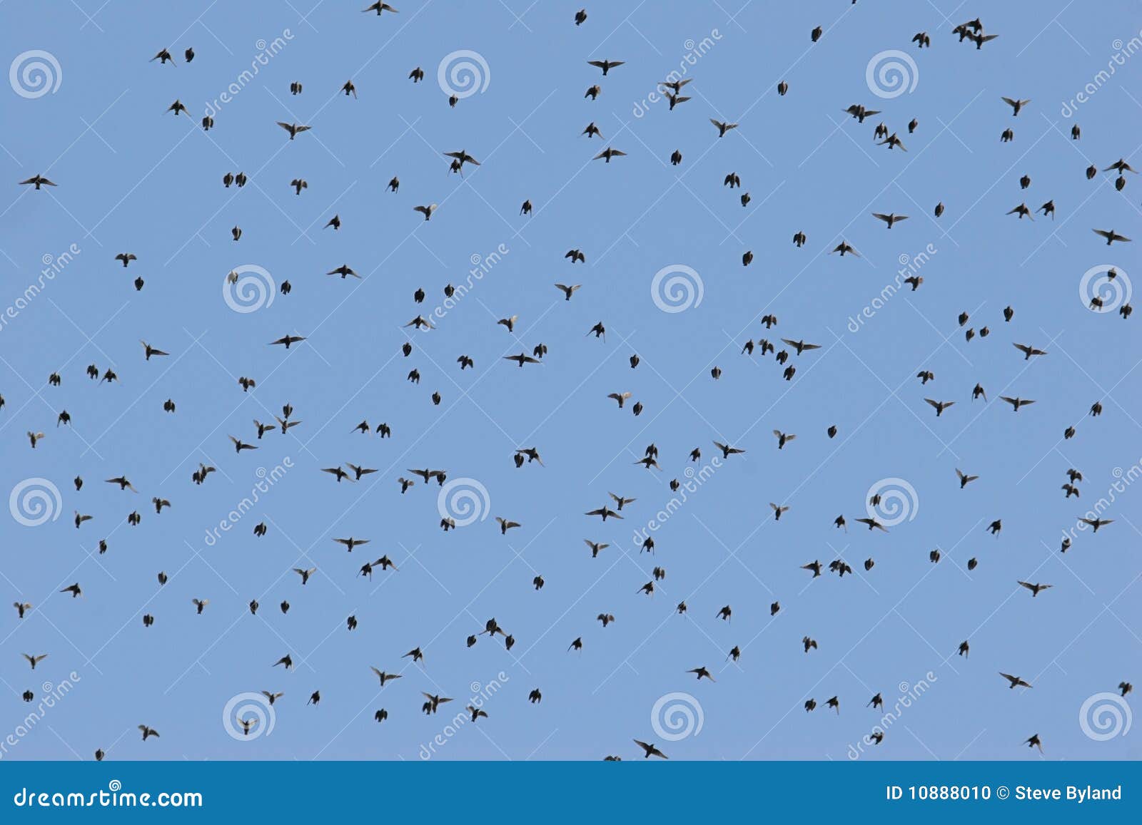 Large Flock of Birds stock photo. Image of wing, animal - 10888010