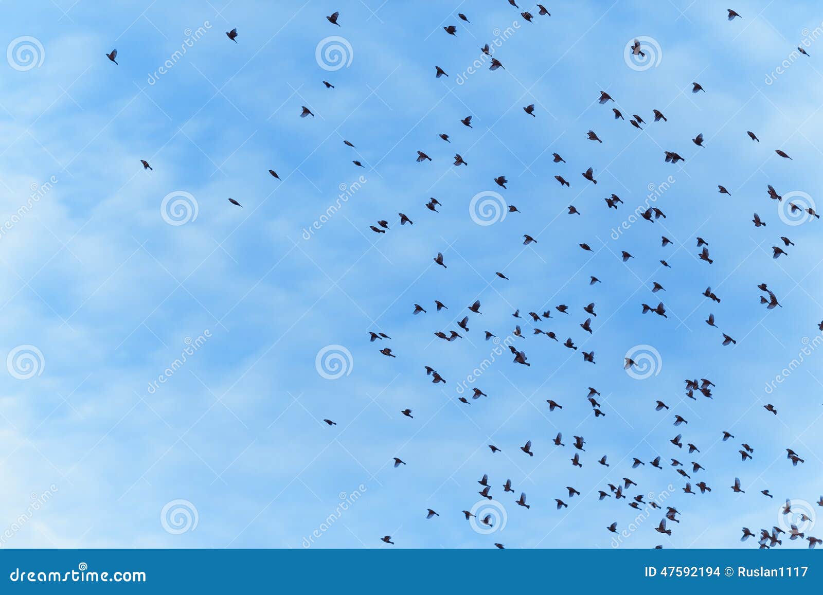 Large Flock of Birds is Flying Stock Photo - Image of countryside ...