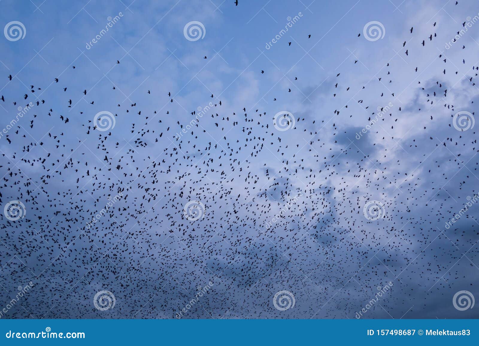 Large Flock of Birds in Blue Sky Stock Image - Image of fauna, high ...