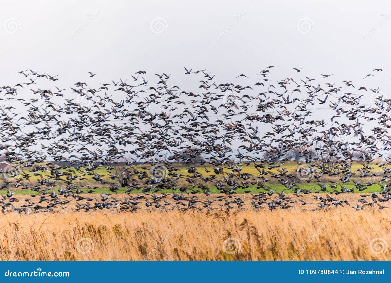 A Large Flock of Birds Lands in the Field Stock Photo - Image of calm ...